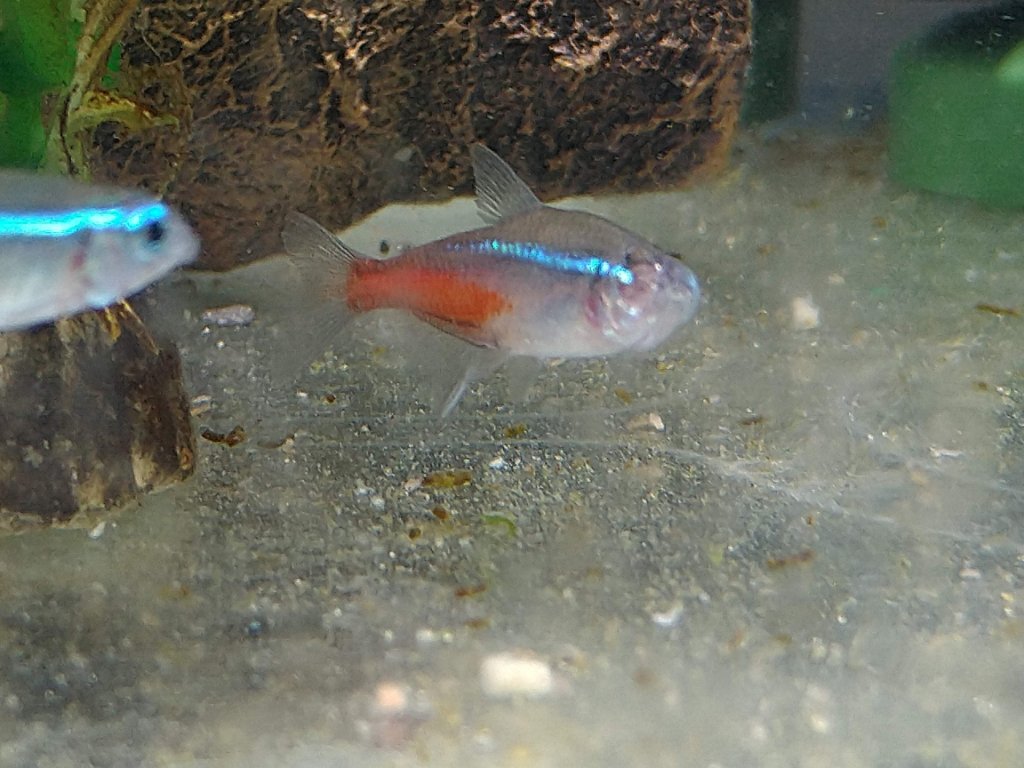 One-eyed fish? - Diseases - Aquarium Co-Op Forum