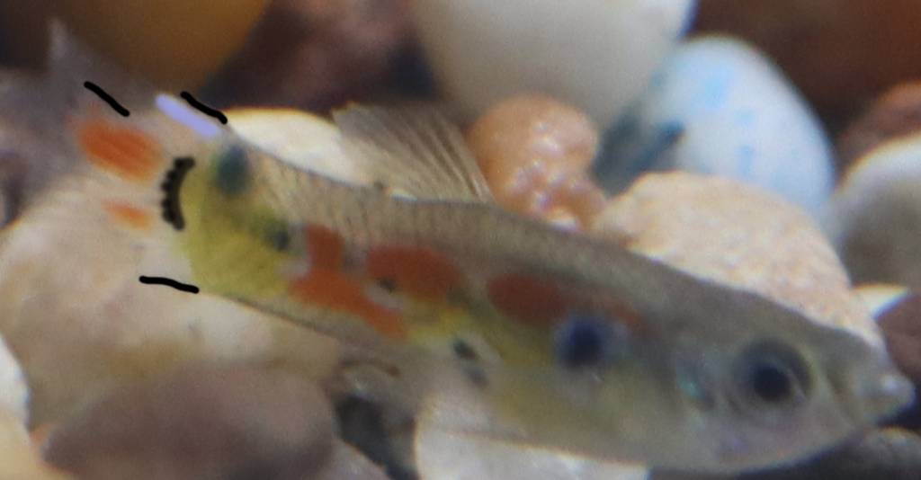 Endler identification - General Chat - Aquarium Co-Op Forum