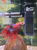 Libby - Aquarium Co-Op Forum