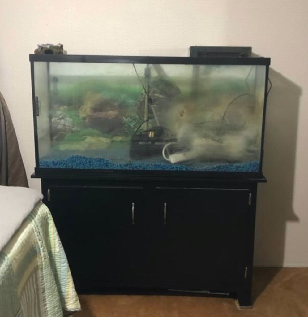 My newest 60 gallon project (part 1) - Photos, Videos & Journals ...