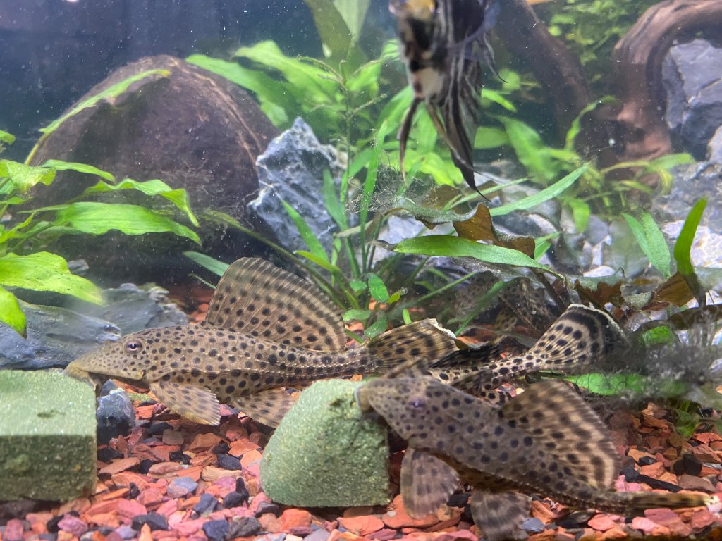 "common" Pleco - General Chat - Aquarium Co-Op Forum
