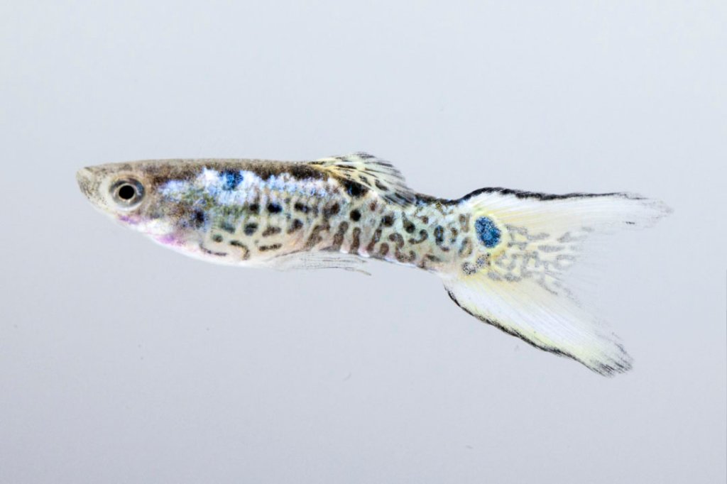 endlers - Aquarium Co-Op Forum