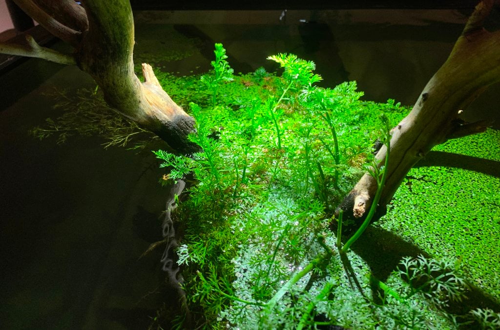 Trimming water sprite? - Plants, Algae, and Fertilizers - Aquarium Co ...