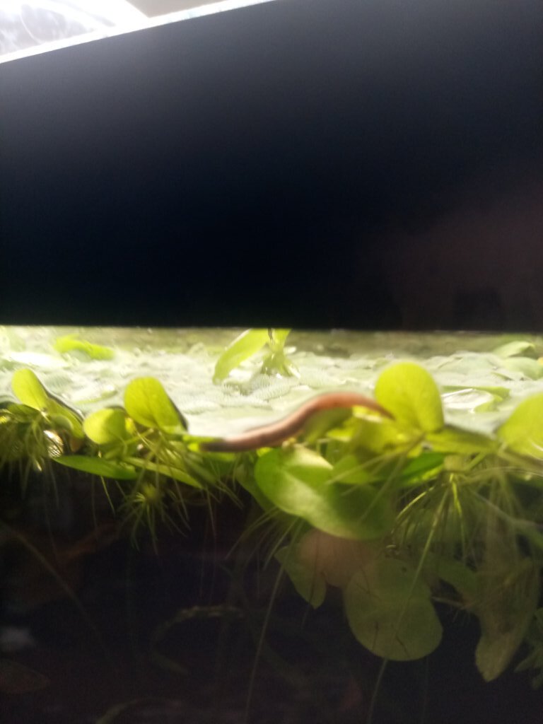 What's That (I) Found Wednesday - Photos, Videos & Journals - Aquarium ...