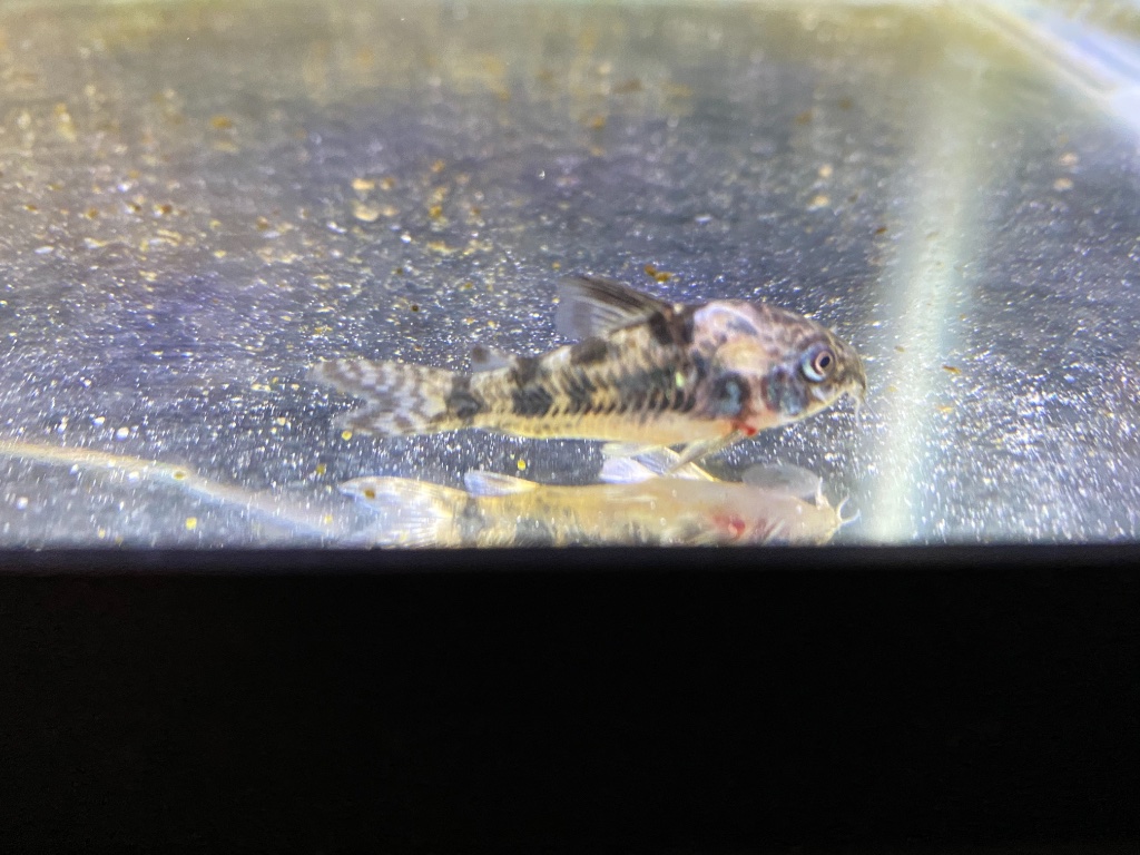 Corydora Infection Every Few Months!? - Diseases - Aquarium Co-Op Forum