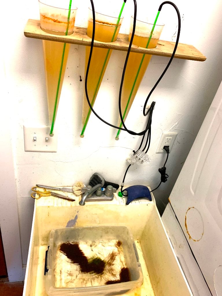 Blackworms vs Bloodworms - General Chat - Aquarium Co-Op Forum