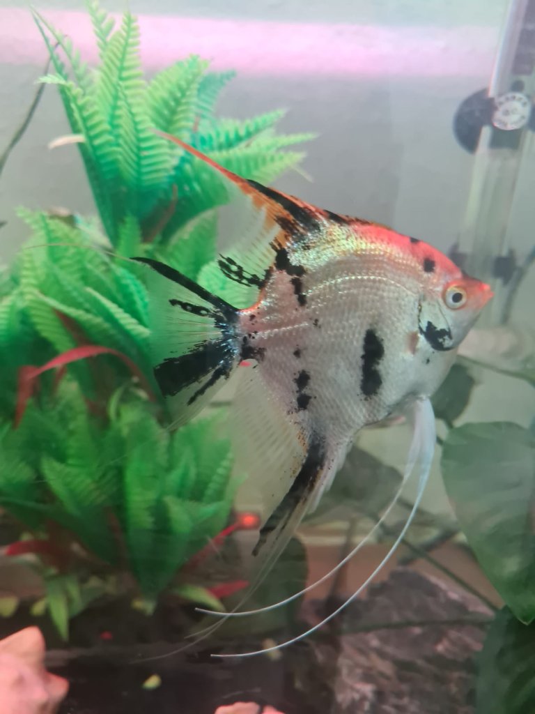 S.O.S. - My MALE Angelfish laid eggs!!! - Fish Breeding - Aquarium Co ...