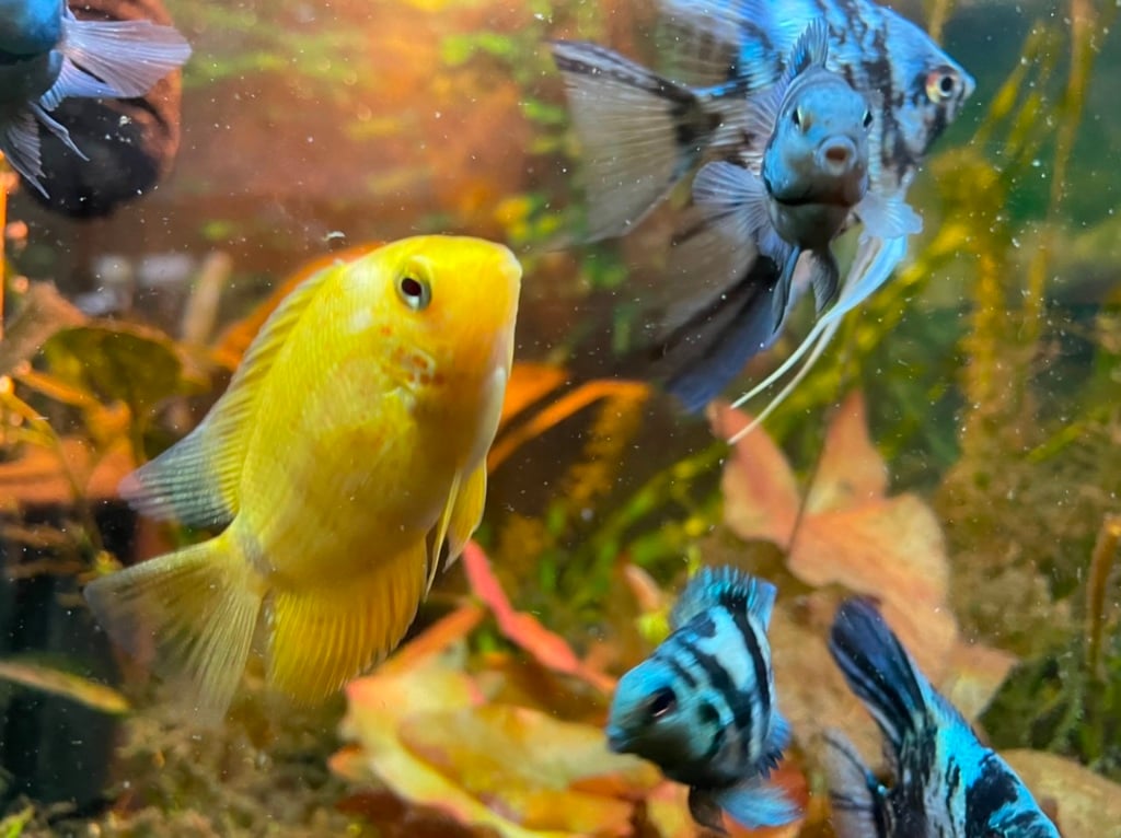 ELI5: why can’t you mix cichlids - General Chat - Aquarium Co-Op Forum