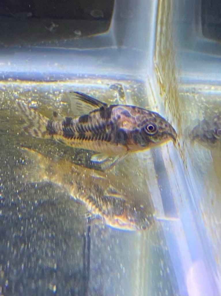 Corydora Infection Every Few Months!? - Diseases - Aquarium Co-Op Forum