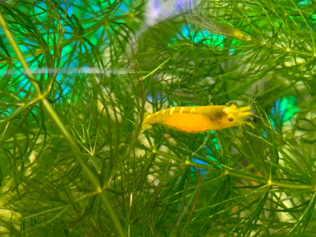 Baby-Proofing a Whisper Filter - General Chat - Aquarium Co-Op Forum
