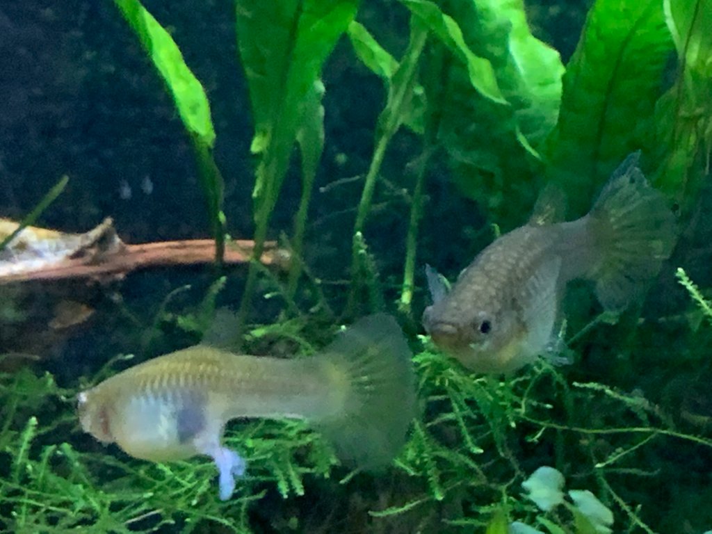 White mass hanging out of female Guppy - Diseases - Aquarium Co-Op Forum