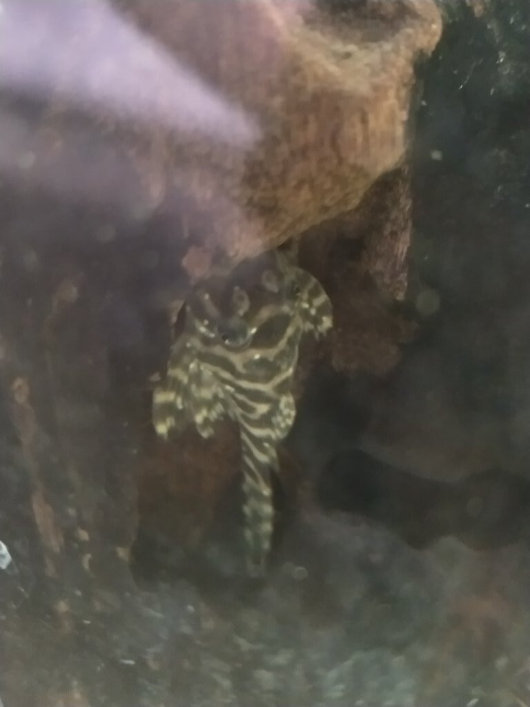 Pleco & corydoras Ich Treatment with salt & heat? - Diseases - Aquarium ...