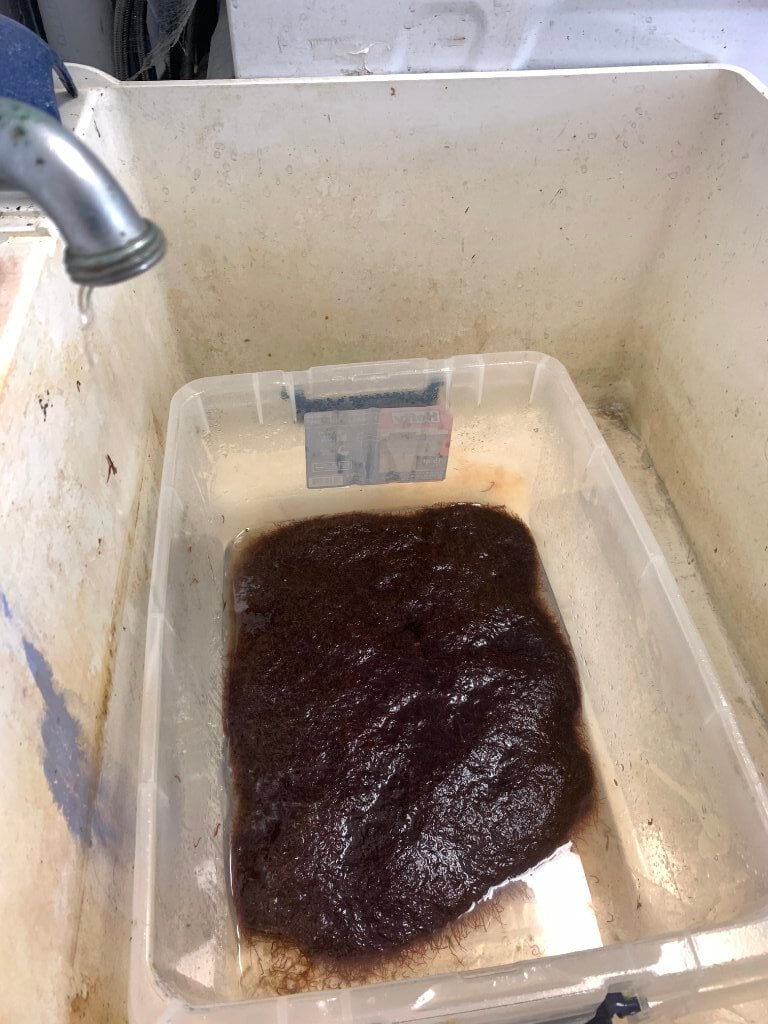 Blackworms vs Bloodworms - General Chat - Aquarium Co-Op Forum