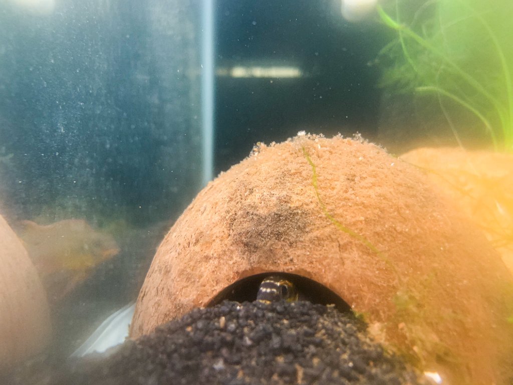 Kribensis Breeding! - Fish Breeding - Aquarium Co-Op Forum