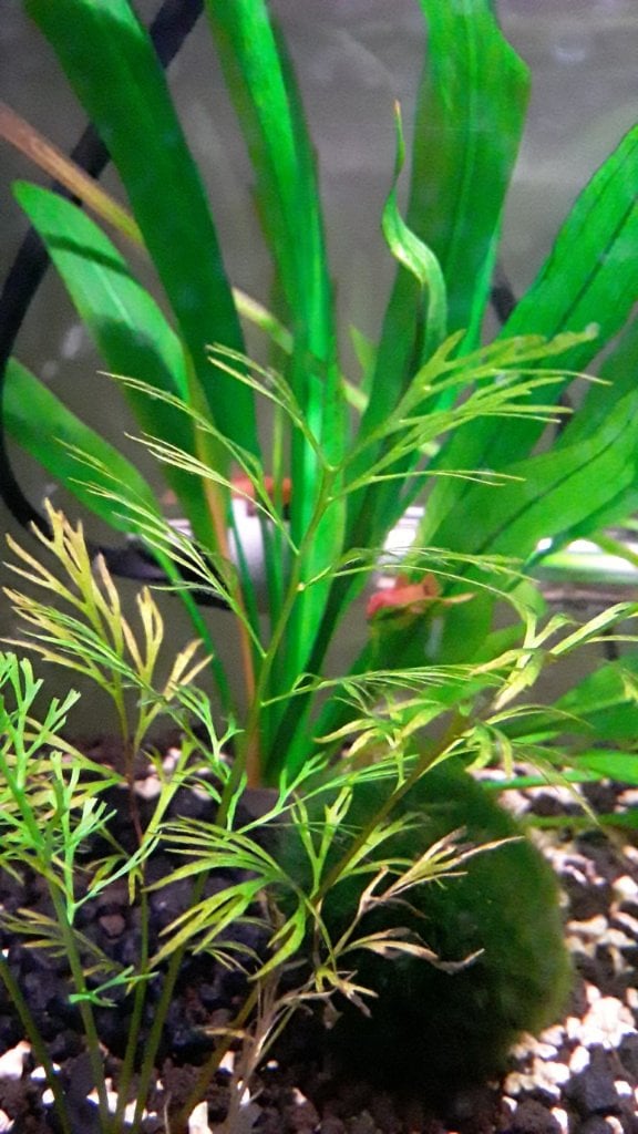 Browning water sprite leaves - Plants, Algae, and Fertilizers ...