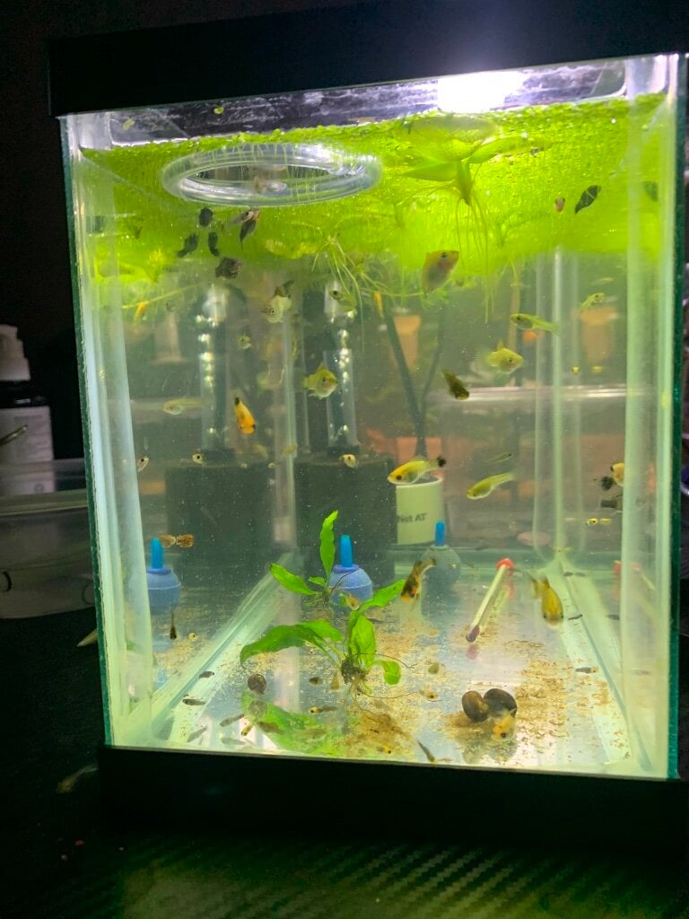 fry tank - Aquarium Co-Op Forum
