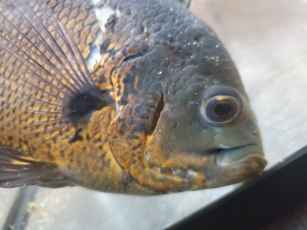 Oscar HITH - Diseases - Aquarium Co-Op Forum