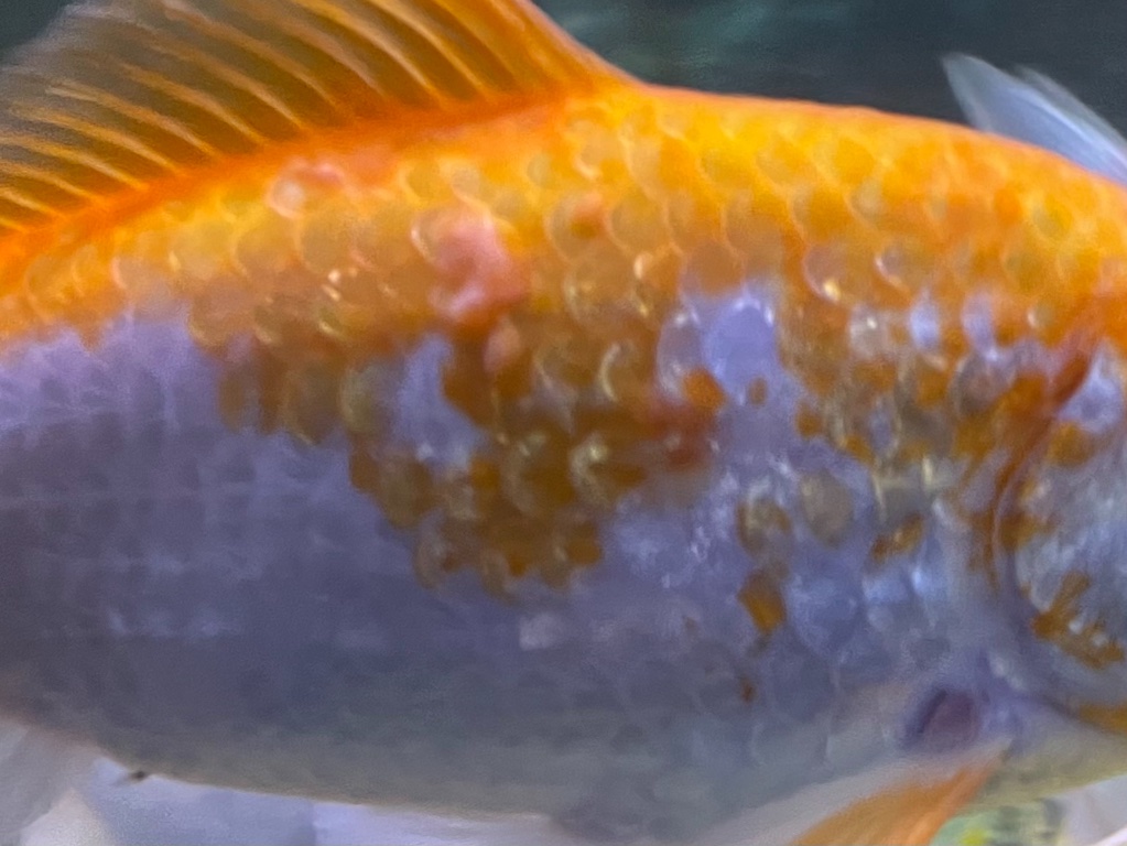What are these lumps on my goldfish? - Diseases - Aquarium Co-Op Forum