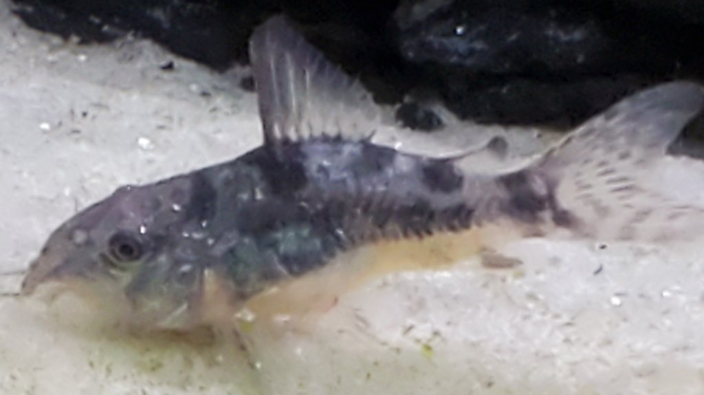Fish with bent spine - General Chat - Aquarium Co-Op Forum