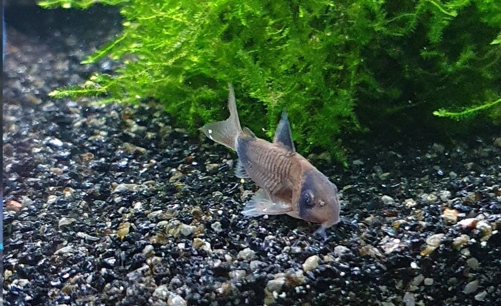 Corydora problems - White Coat and sunken in chest - Diseases ...
