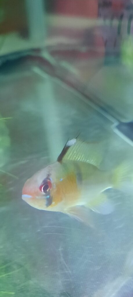 Help my sick German blue ram please. Also new to the forum - Diseases ...