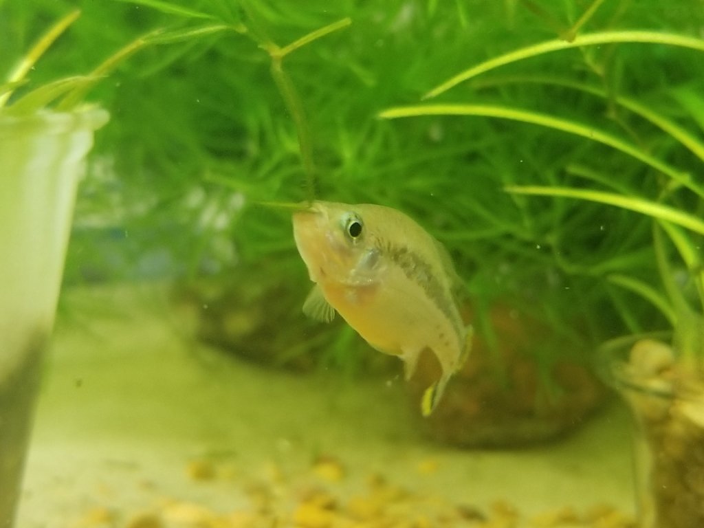 Do you talk to your fish?? - General Chat - Aquarium Co-Op Forum