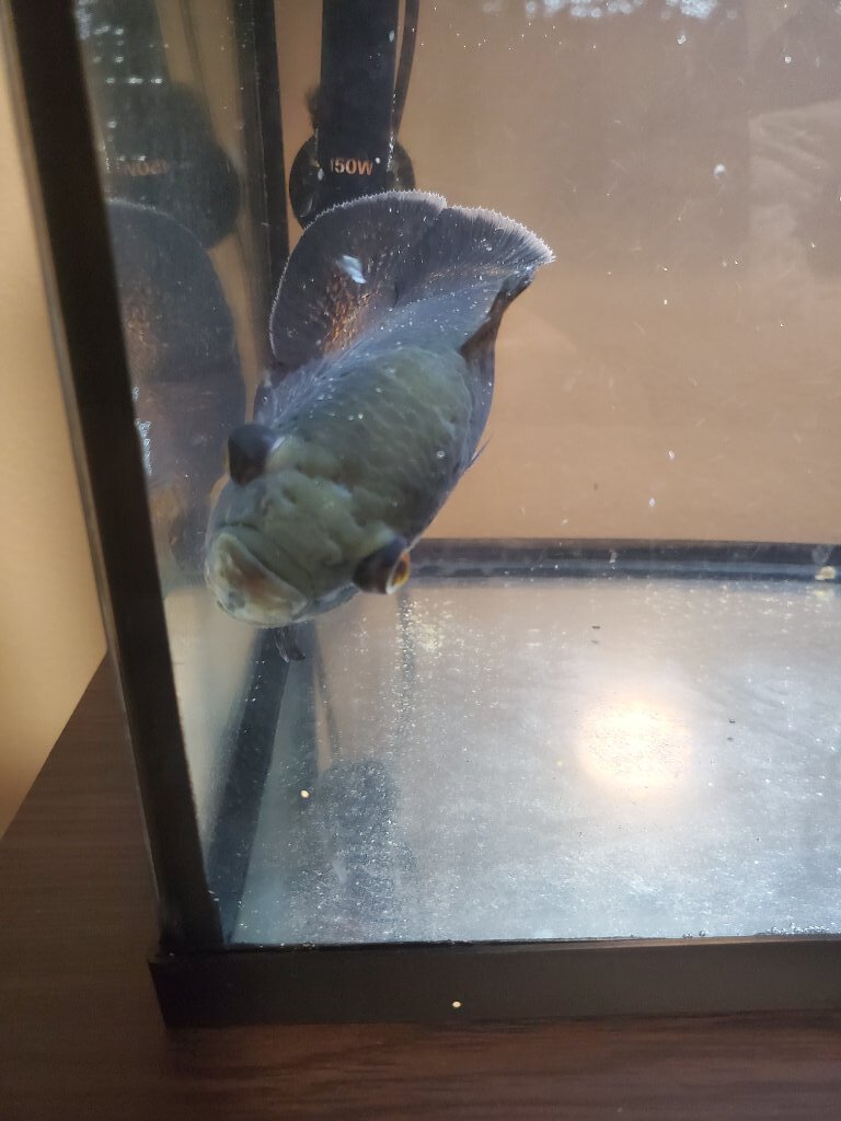 Oscar HITH - Diseases - Aquarium Co-Op Forum