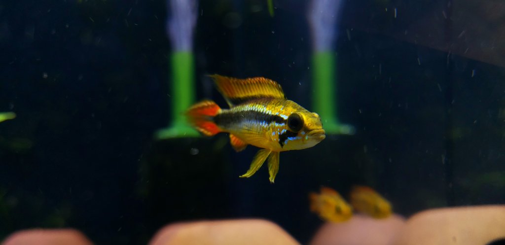 Let's see those Apistos! - Photos, Videos & Journals - Aquarium Co-Op Forum