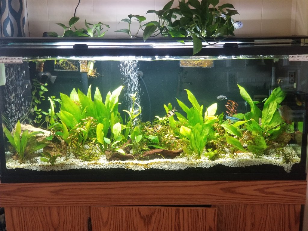 Fluval Plant 3.0 Settings - General Chat - Aquarium Co-Op Forum