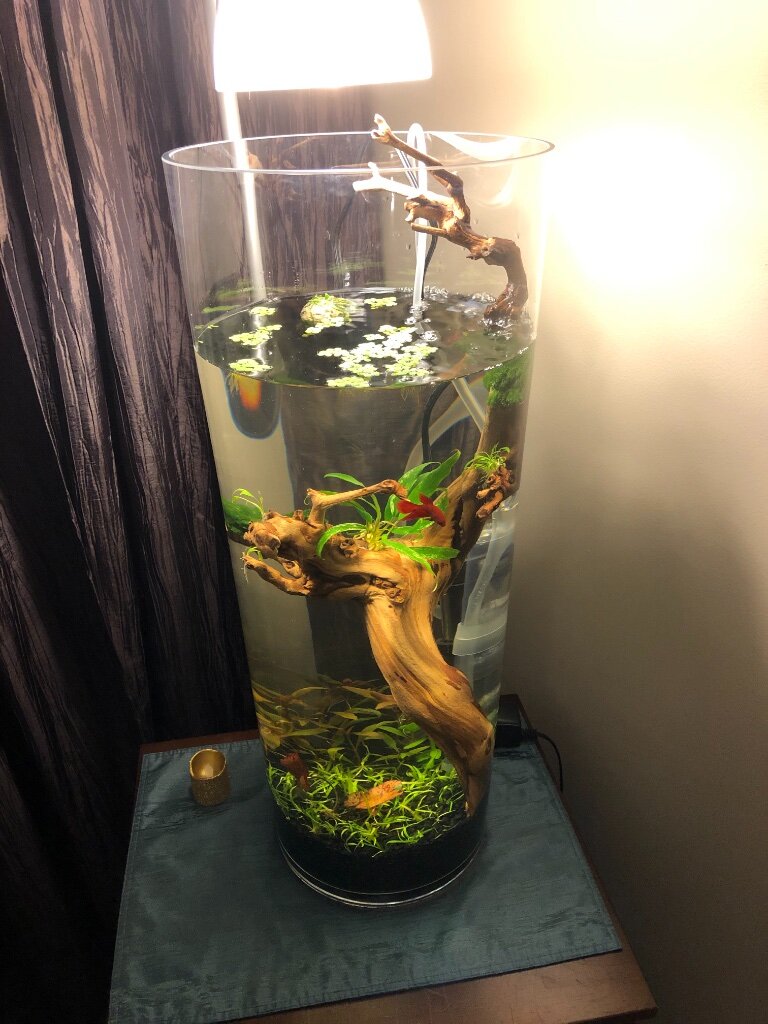 Amanda’s Tanks - Photos, Videos & Journals - Aquarium Co-Op Forum
