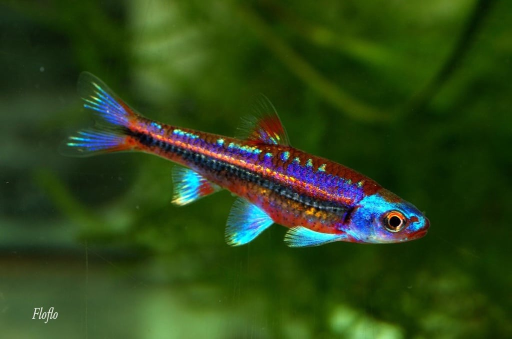 ideas for North American biotope fish - General Chat - Aquarium Co-Op Forum
