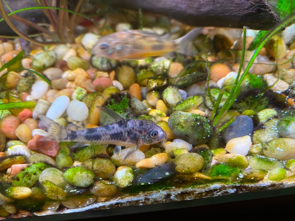 Corydora Infection Every Few Months!? - Diseases - Aquarium Co-Op Forum