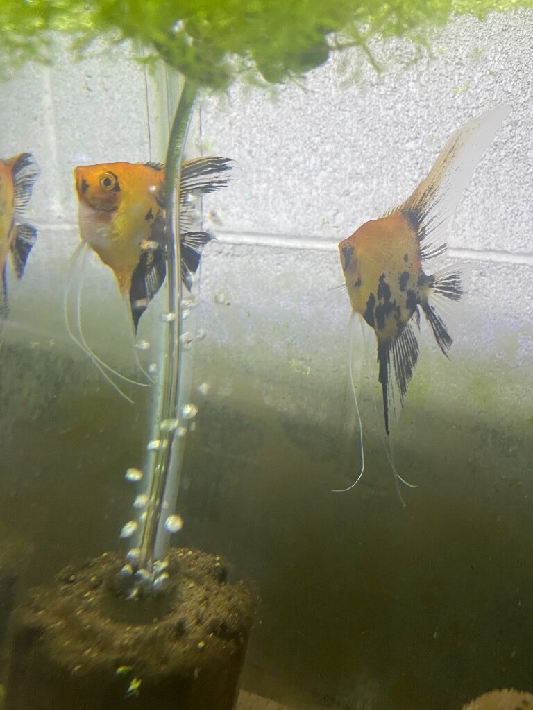 Angelfish Egg fertilization rate. - Fish Breeding - Aquarium Co-Op Forum