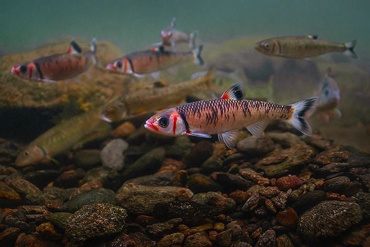 ideas for North American biotope fish - General Chat - Aquarium Co-Op Forum