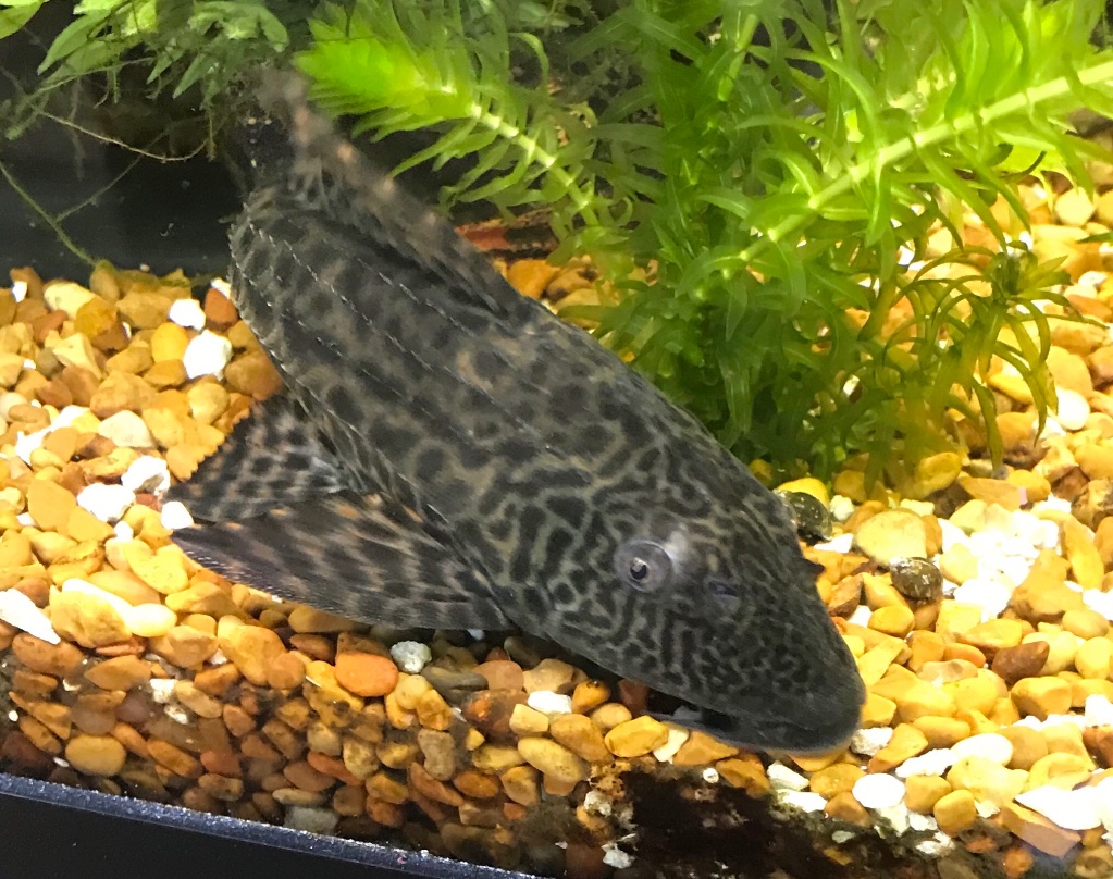 Spot above pleco eye - Diseases - Aquarium Co-Op Forum