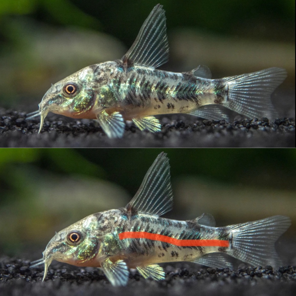 Fish with bent spine - General Chat - Aquarium Co-Op Forum