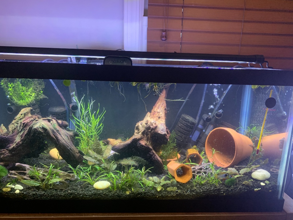 German Blue Ram - Fish Breeding - Aquarium Co-Op Forum