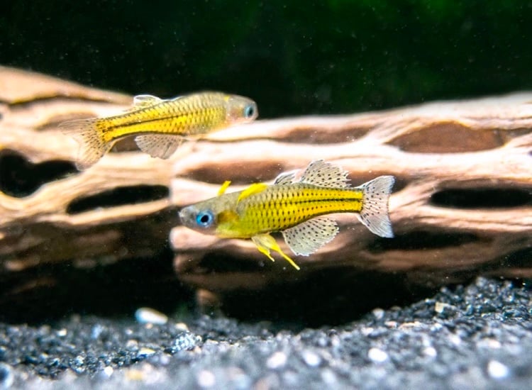Yellow nano community fish? - General Chat - Aquarium Co-Op Forum