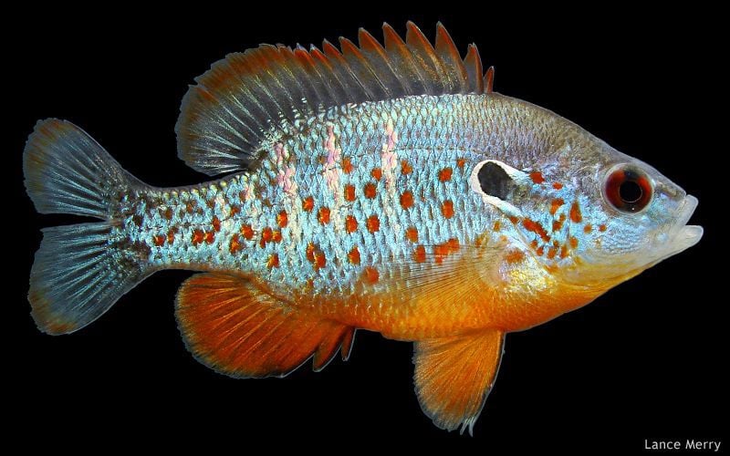 ideas for North American biotope fish - General Chat - Aquarium Co-Op Forum