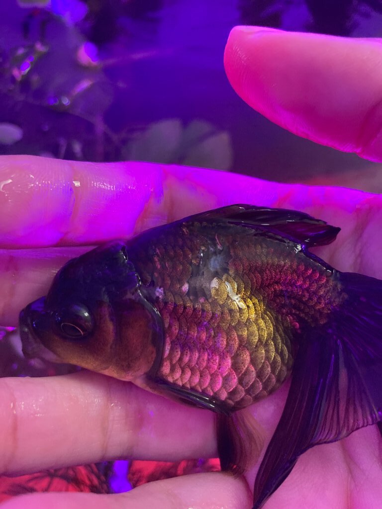 Goldfish Scales Falling Off - Diseases - Aquarium Co-Op Forum