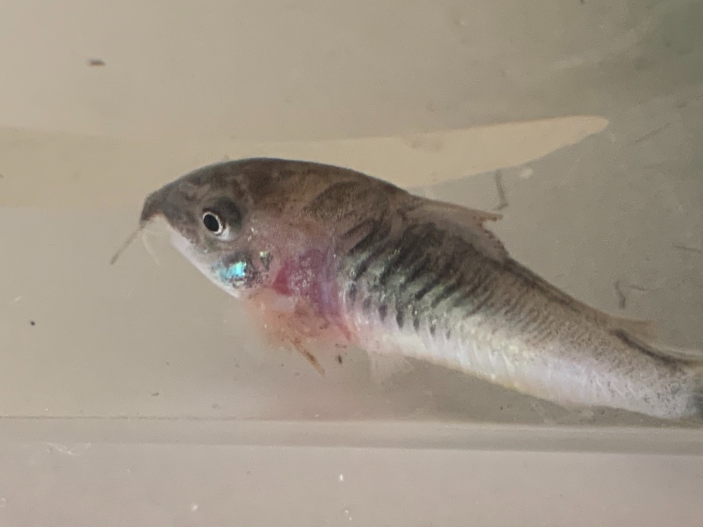 Inflamed red gills - Just happened! - Diseases - Aquarium Co-Op Forum