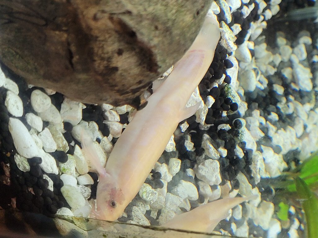Dojo Loach Help! White Spots and Face Injury T_T - Diseases - Aquarium ...