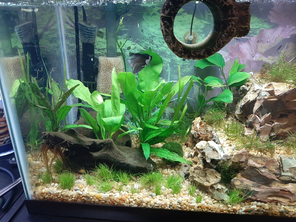 My first aquarium. - Photos, Videos & Journals - Aquarium Co-Op Forum