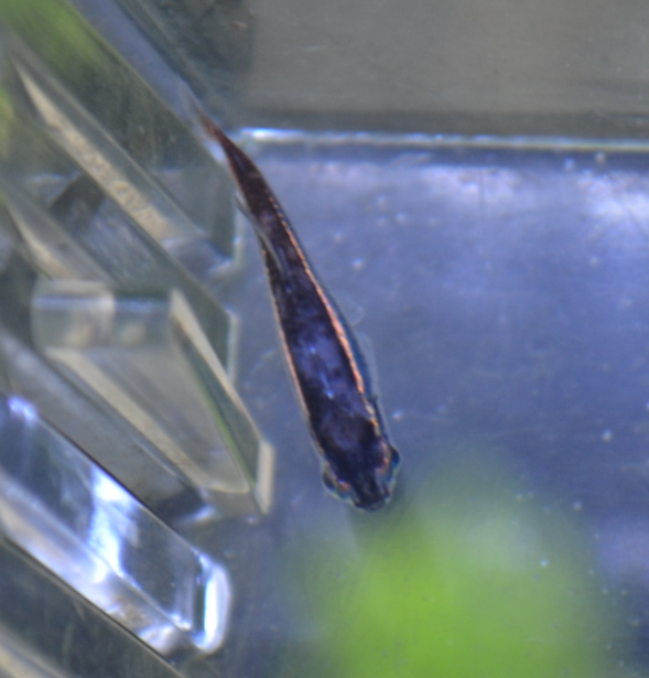Neon Tetra grey spots - Diseases - Aquarium Co-Op Forum