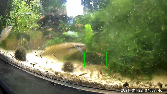 Fry care : C.regani fry with parents or move to ziss breeder box or ...