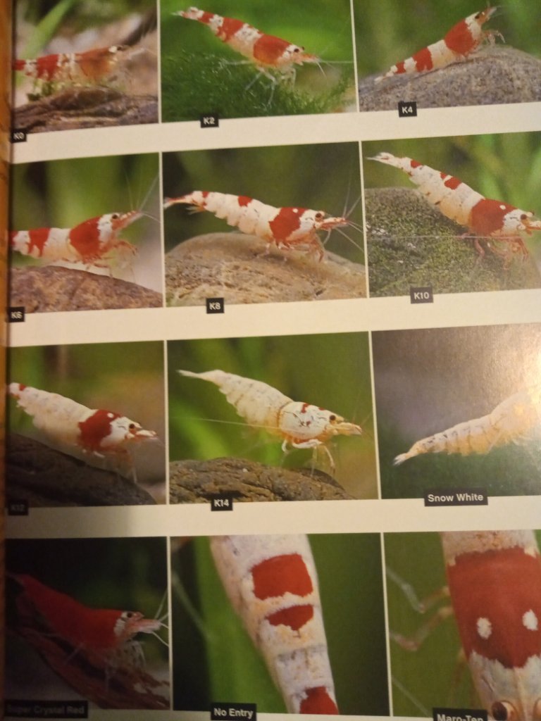 Cherry Shrimp Grading - General Chat - Aquarium Co-Op Forum