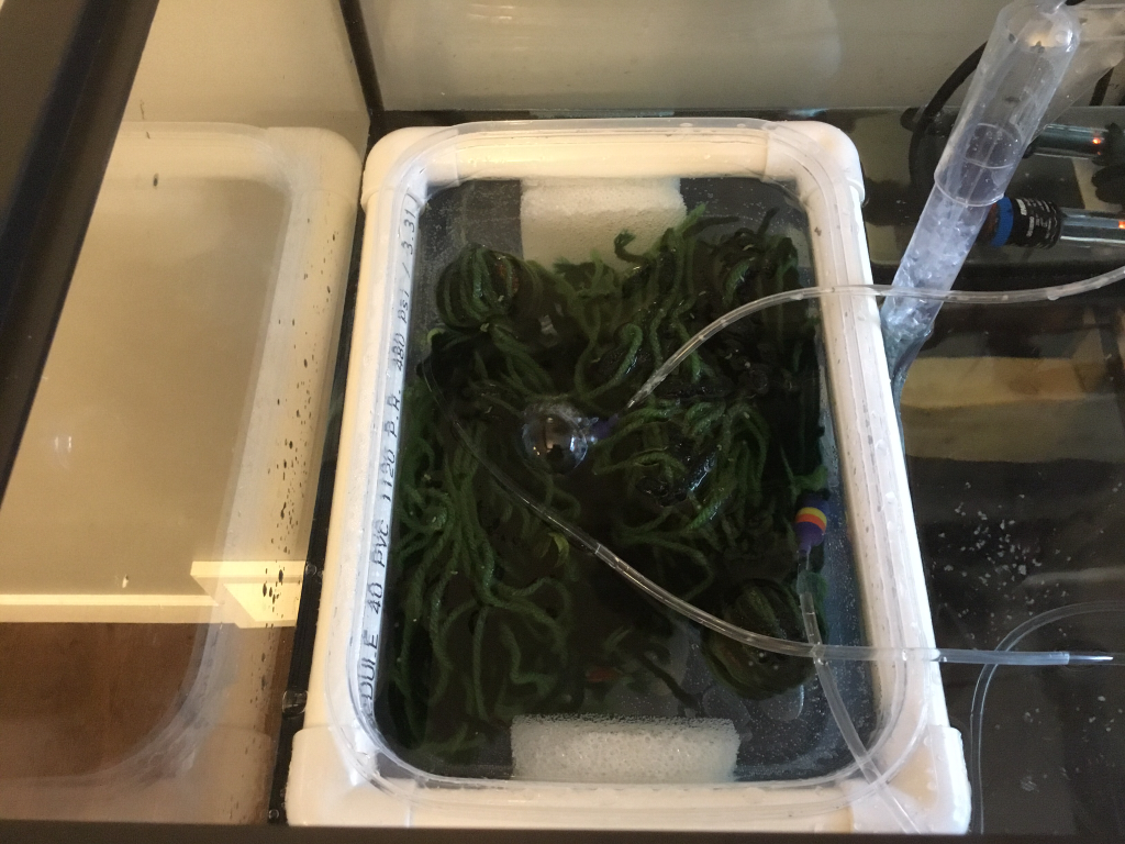 Master breeder Dean's egg and fry grow out system?? - Fish Breeding ...