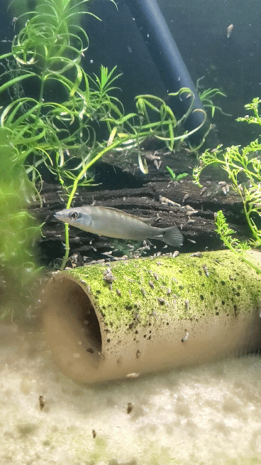 Fry care : C.regani fry with parents or move to ziss breeder box or ...