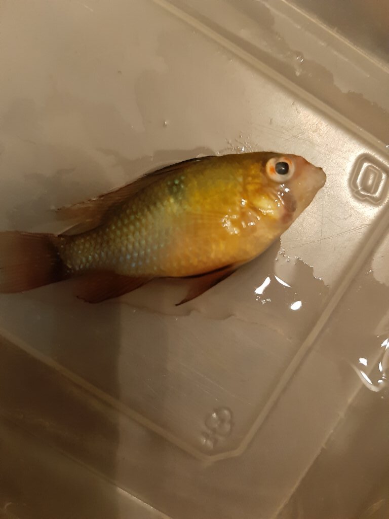 Fish death - Diseases - Aquarium Co-Op Forum