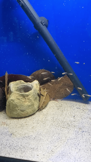 Fry care : C.regani fry with parents or move to ziss breeder box or ...